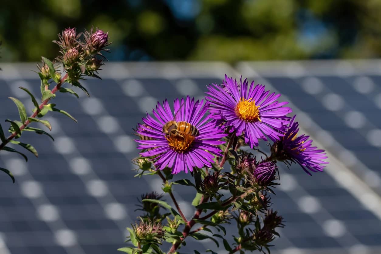 Why Is Solar Energy Good For The Environment why-is-solar-energy-good-for-the-environment